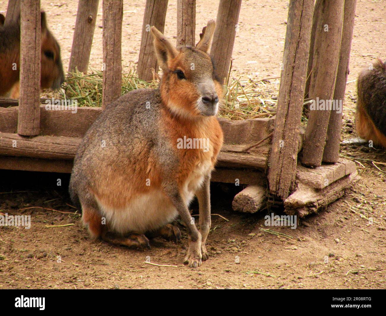 Rabbit patagonia hi-res stock photography and images - Alamy