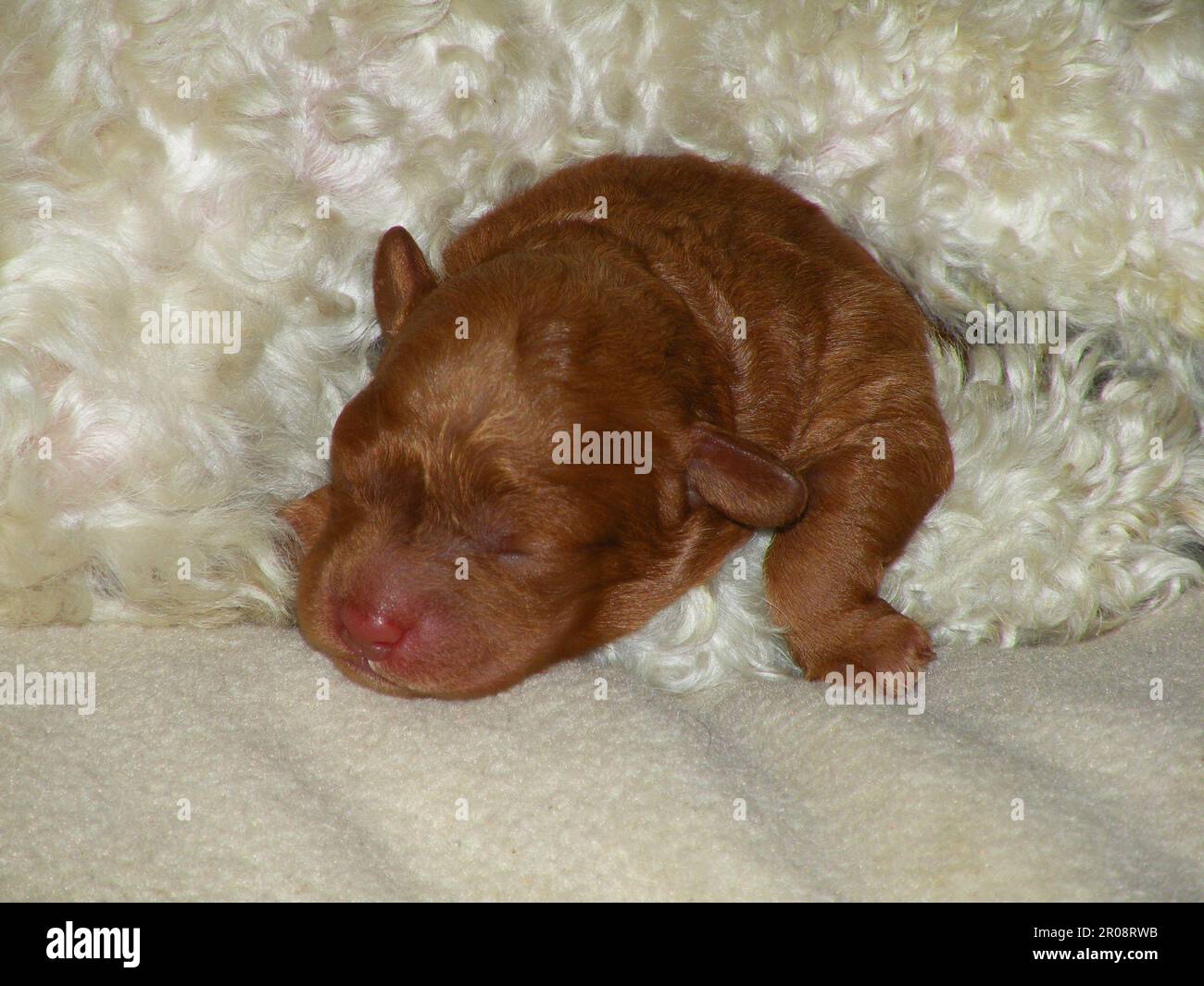 Newborn puppy hi-res stock photography and images - Alamy