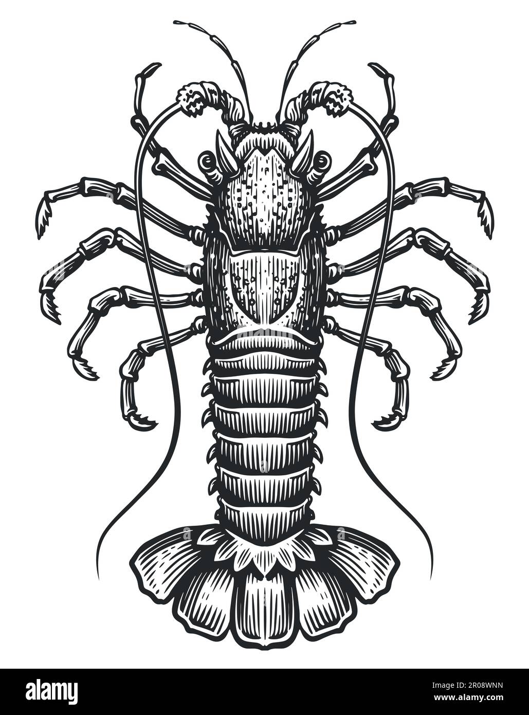 Spiny lobster. Crustacean aquatic animal, crayfish in vintage engraving ...