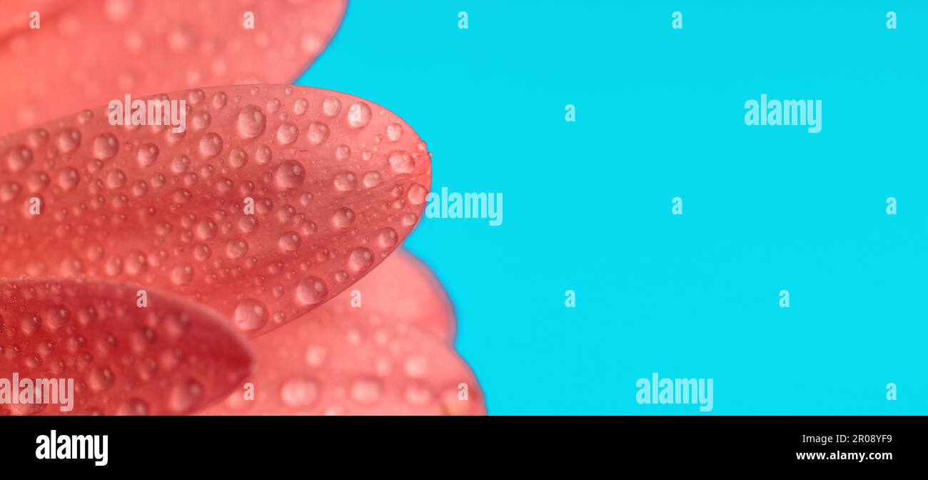 concept of morning dew illustrated by gerbera daisy flower with ...
