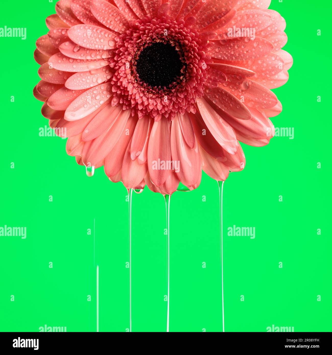 freshness concept by pink gerbera daisy flower with water pouring on ...