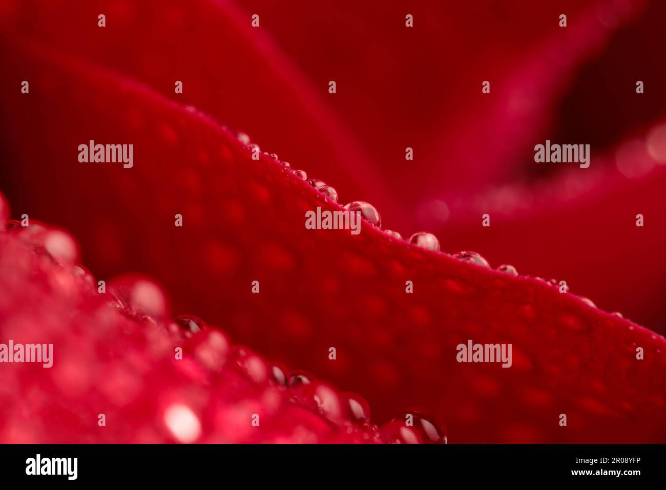 abstract concept illustrated by beautiful red rose petals with ...