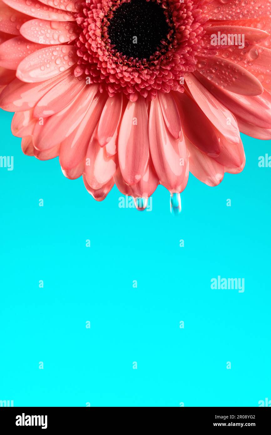 upside down picture of pink gerbera daisy flower with water dropping on ...