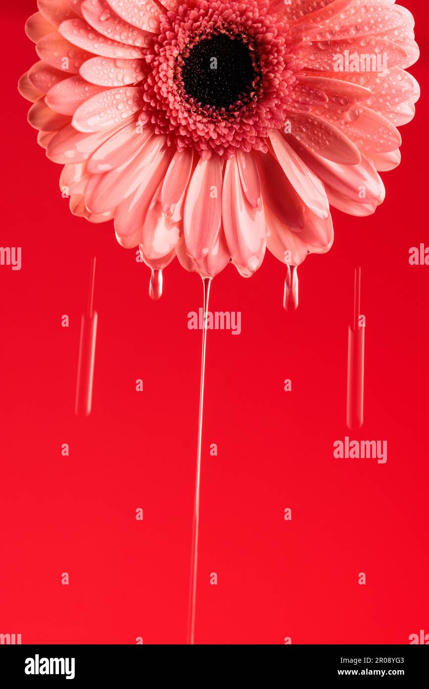 concept of morning dew illustrated by gerbera daisy flower with morning ...