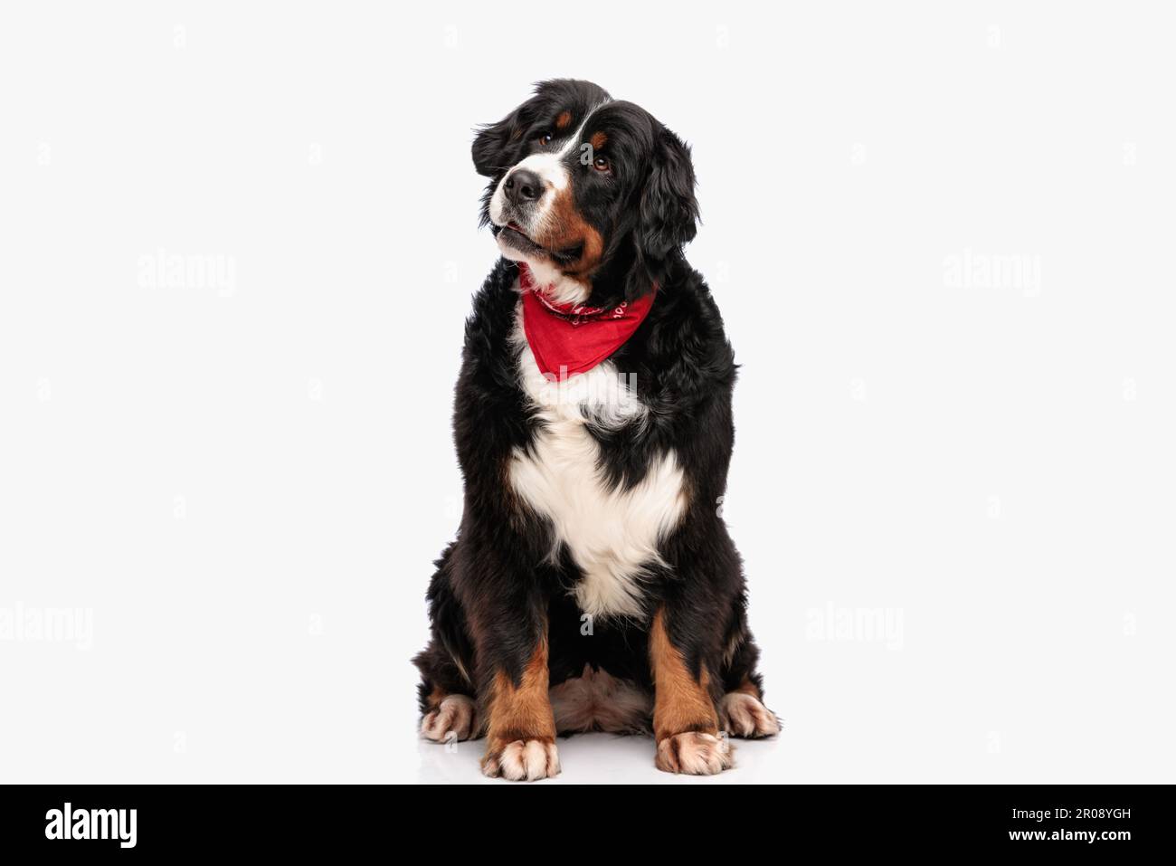 funny berna shepherd dog with red bandana looking away while sitting in ...