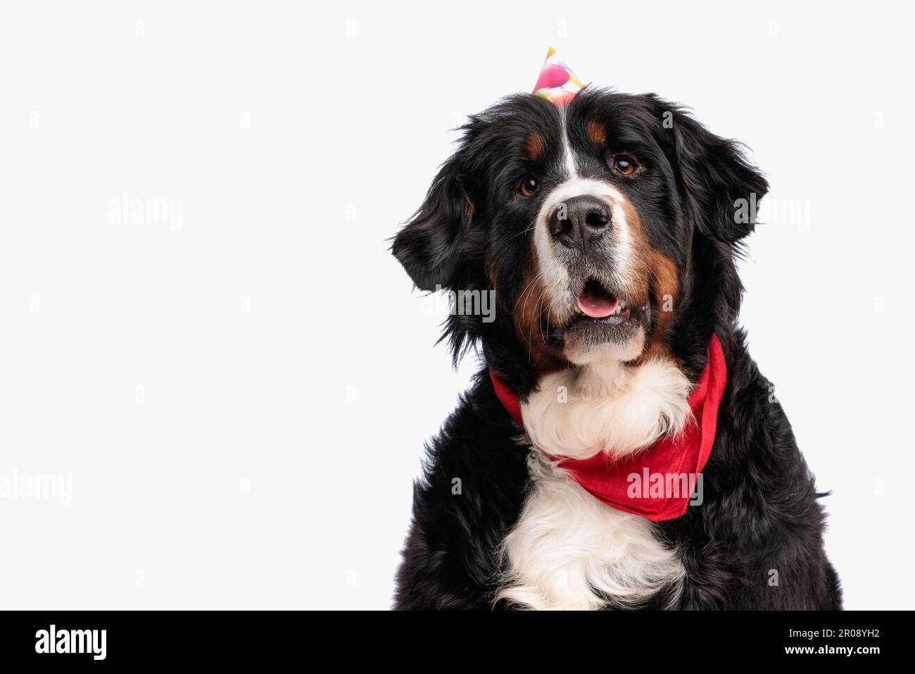 happy berna shepherd dog with birthday hat opening mouth and panting ...