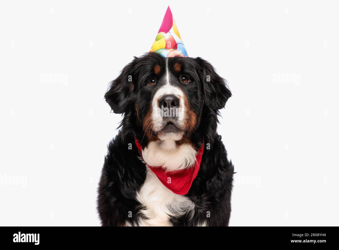 cute bernese mountain dog wearing party hat and red bandana while ...