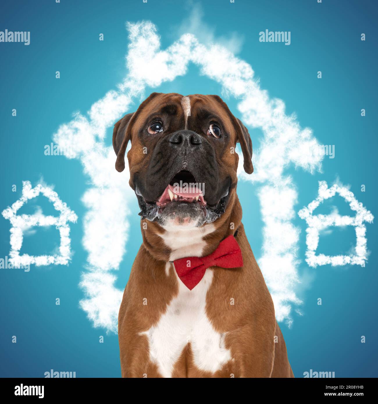 Beautiful family boxer dogs hi-res stock photography and images - Alamy
