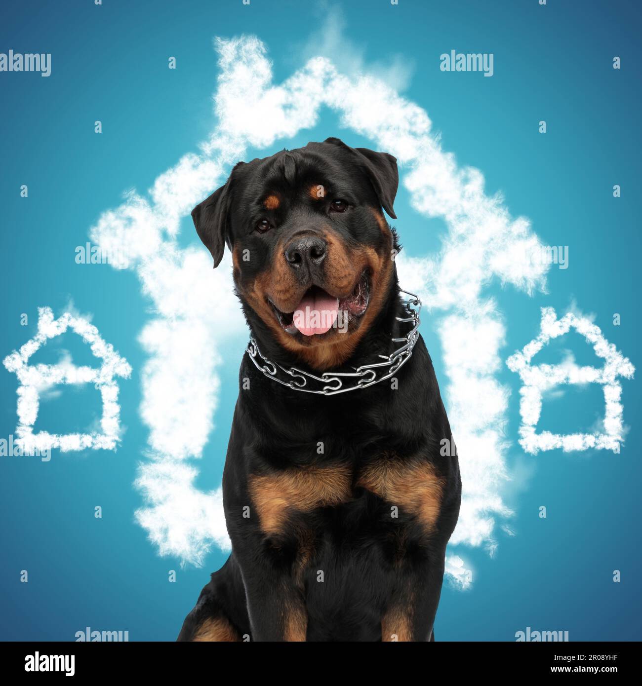 beautiful rottweiler dog with collar panting with tongue outside ...