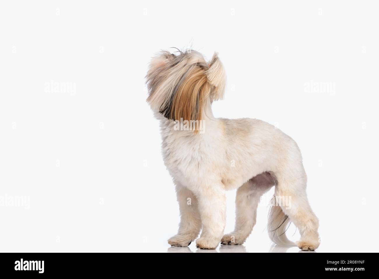 beautiful shih tzu puppy standing and looking up in an eager way in ...