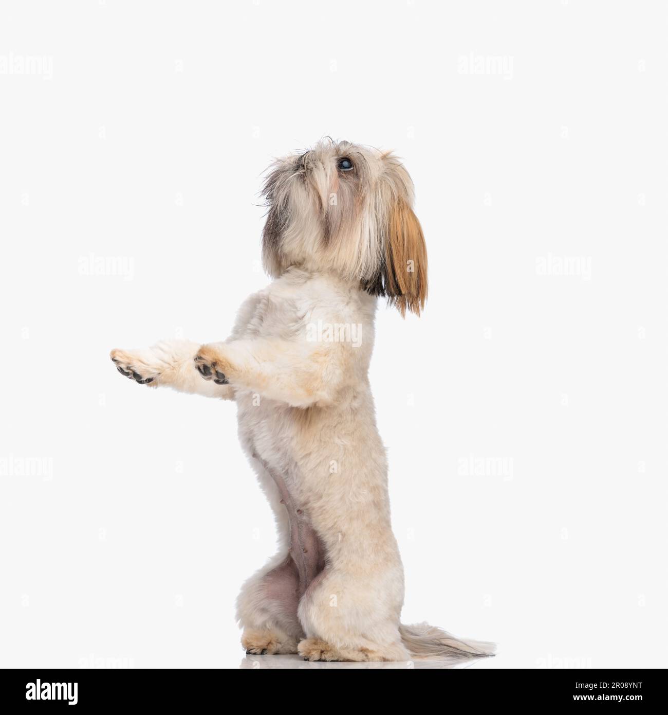 side view of curious little shih tzu dog standing on back legs and looking up in an eager way in ...
