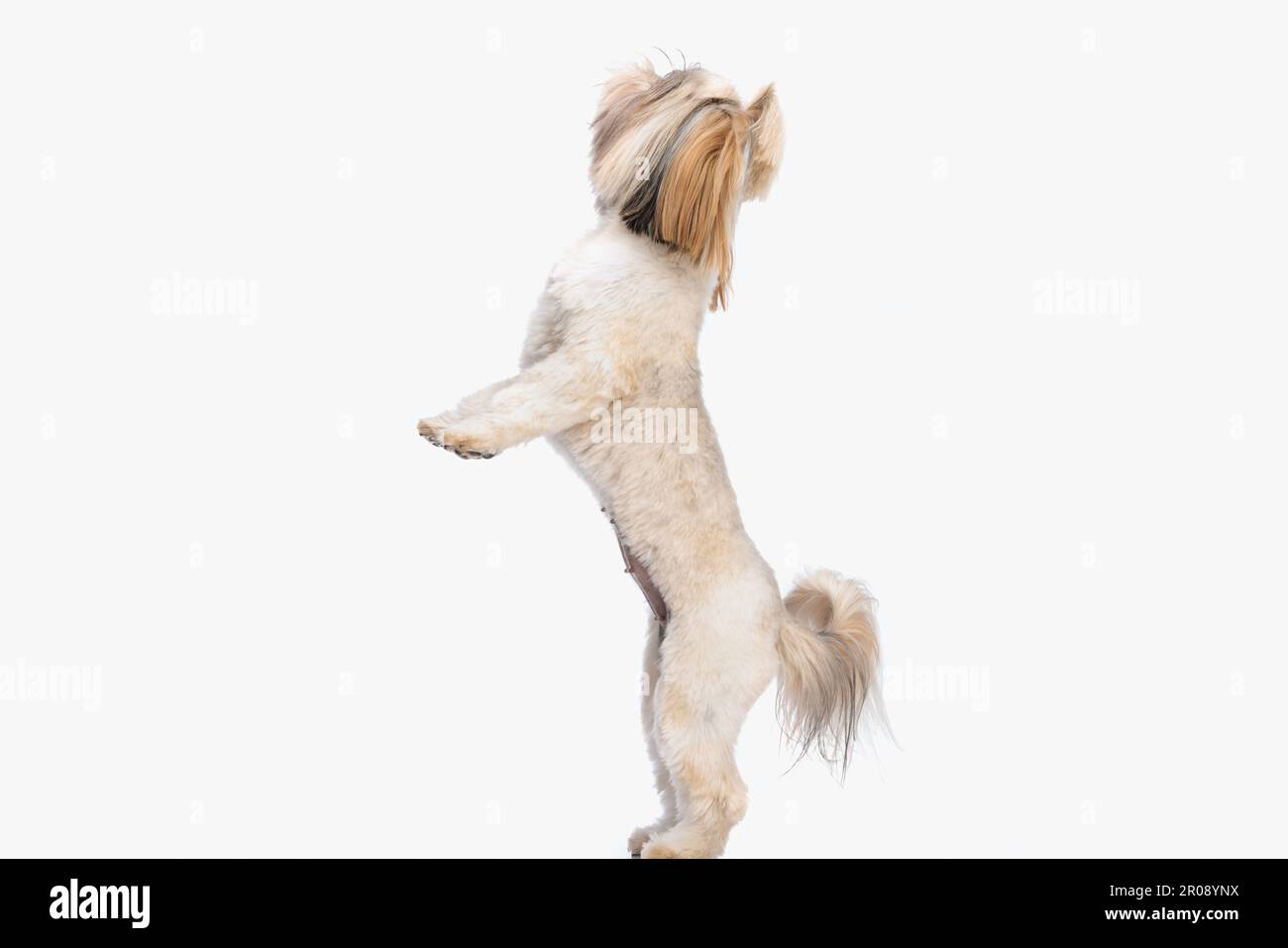 side view of eager little shih tzu puppy standing on back legs and ...