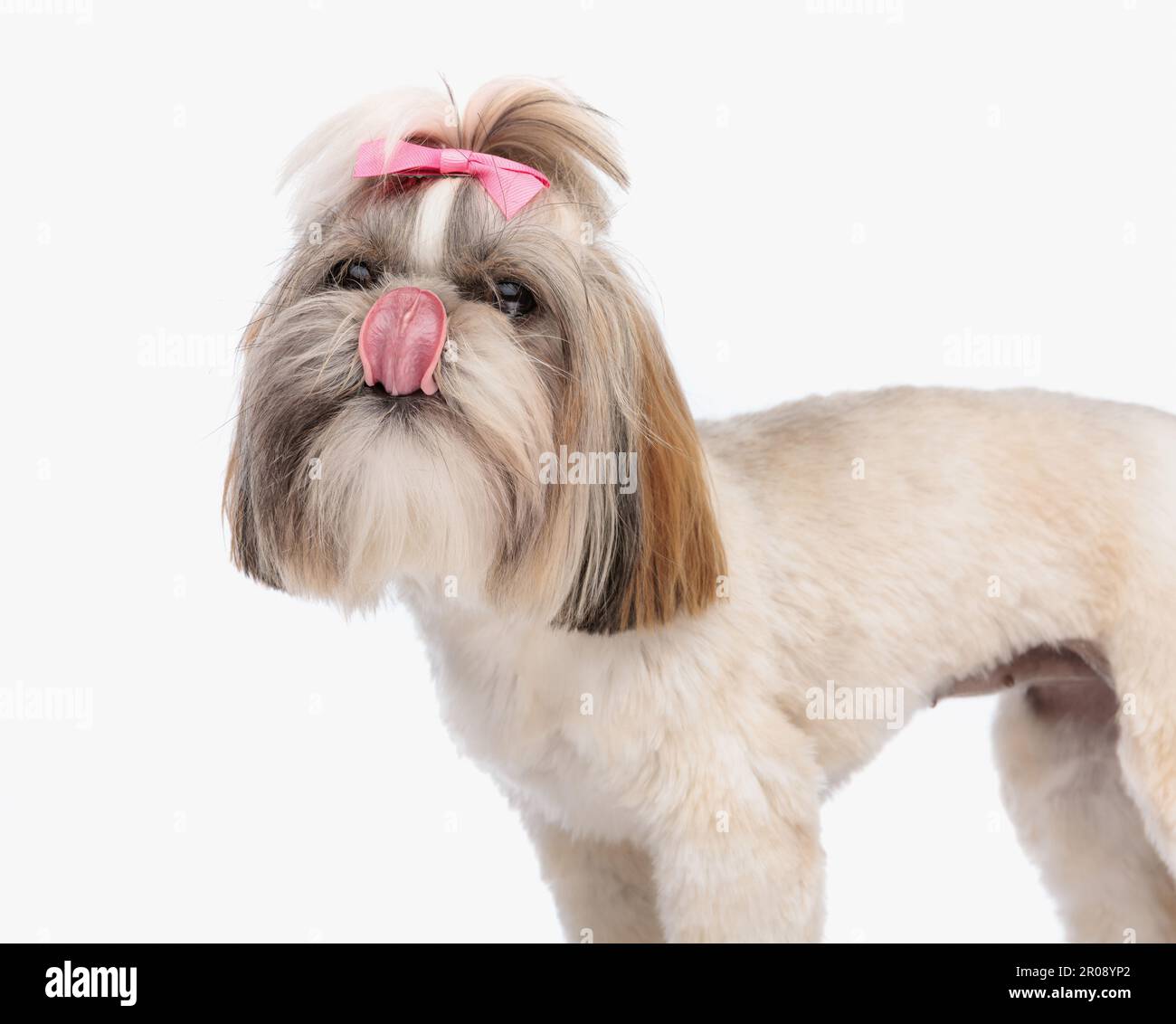 Shih tzu standing bow hi-res stock photography and images - Alamy