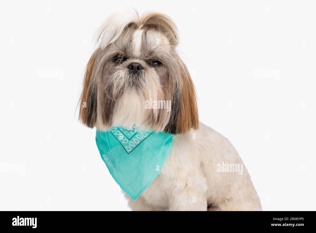 side view of cute small shih tzu dog wearing blue bandana and sitting ...
