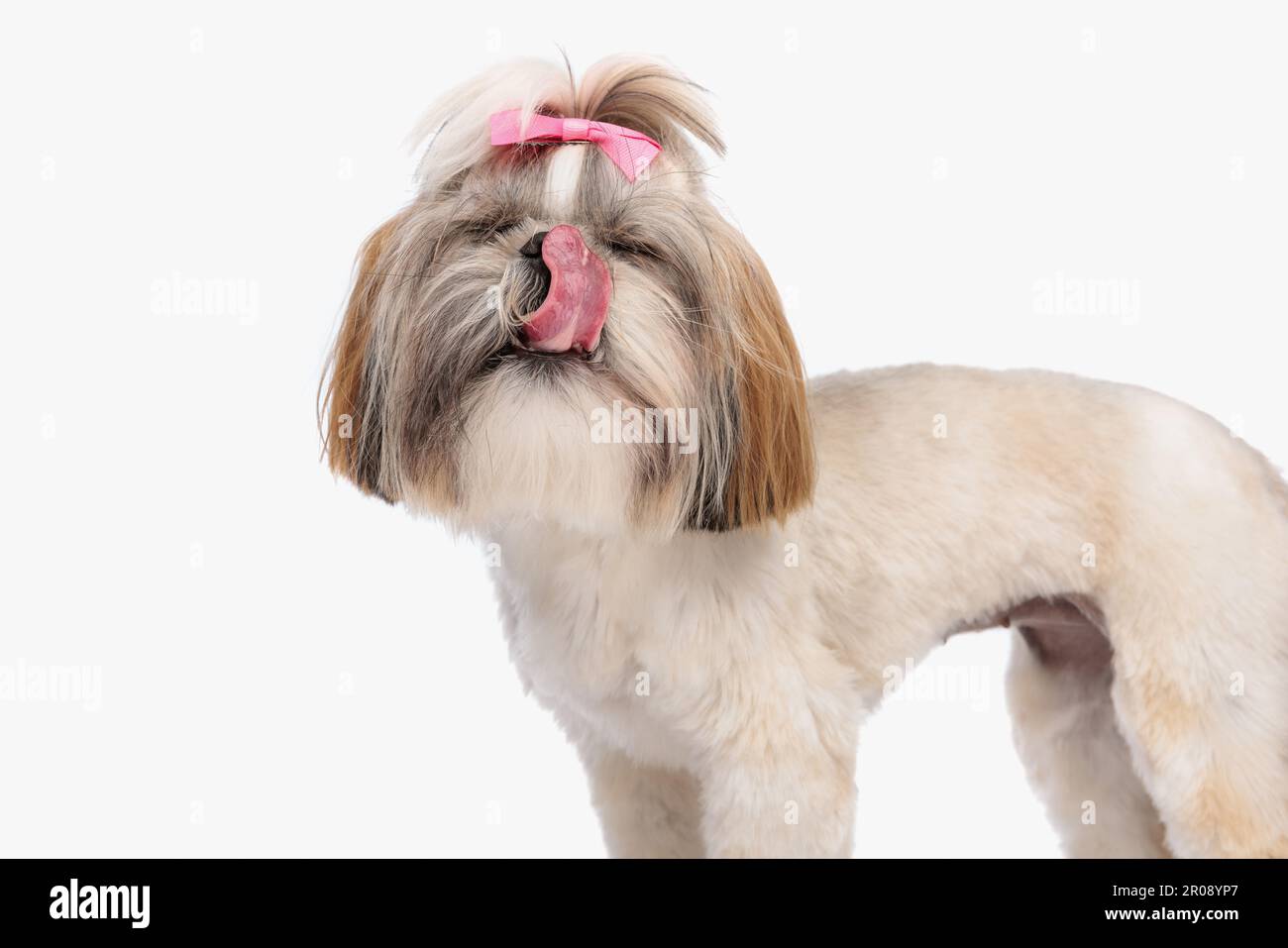 Why Do Shih Tzus Lick Their Nose