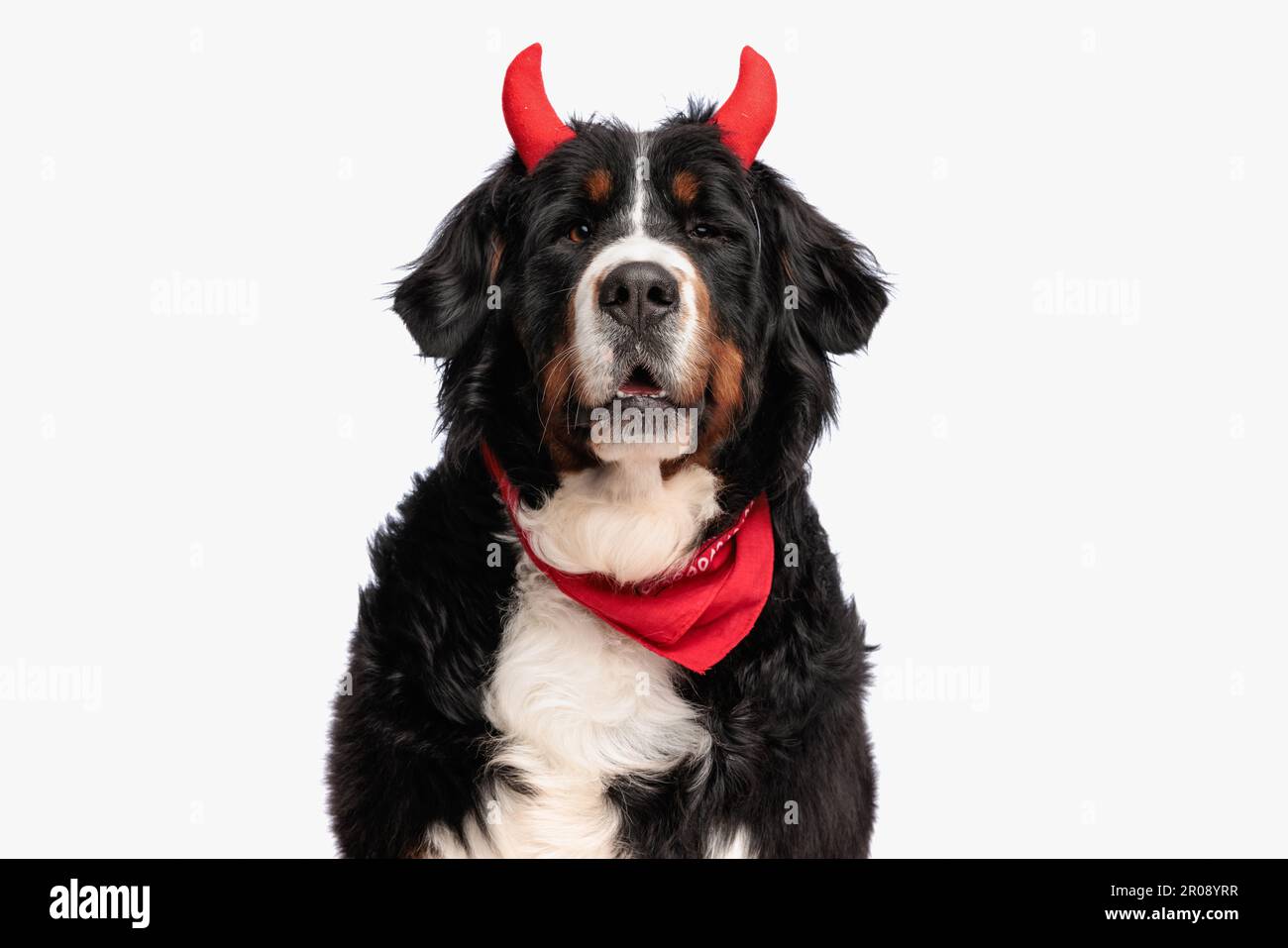 sweet berna shepherd with red bandana wearing devil horns headband and ...
