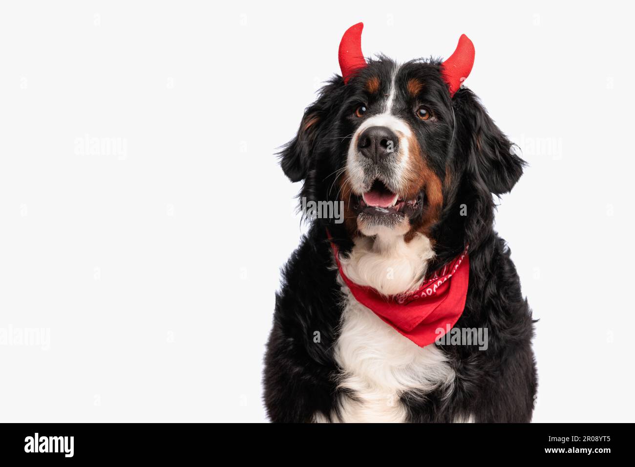 happy bernese mountain dog with devil horns headband opening mouth and ...