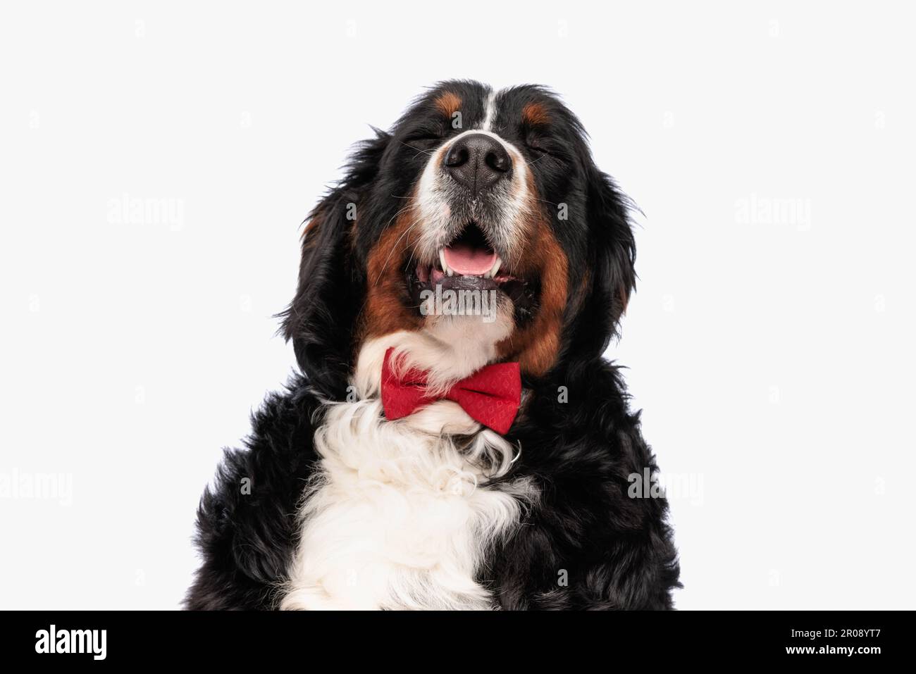 happy berna shepherd dog with red bowtie closing eyes, panting and ...