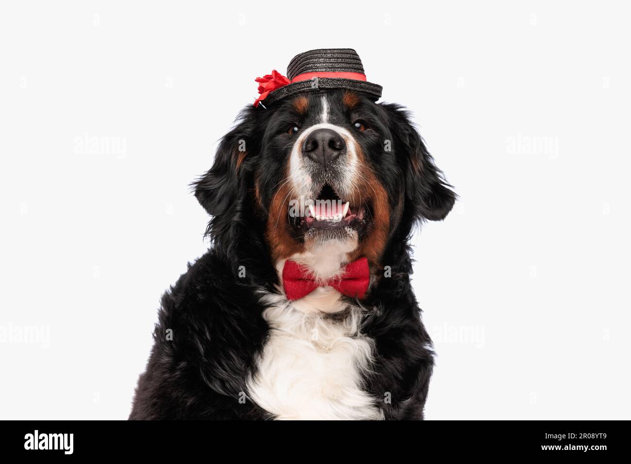 lovely berna shepherd dog wearing red bowtie and hat while pating in ...
