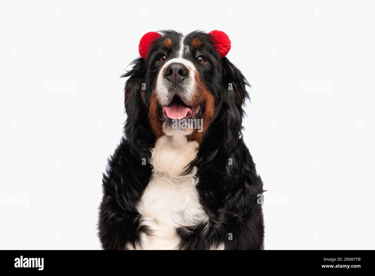beautiful bernese mountain dog with tongue outside panting and sticking ...