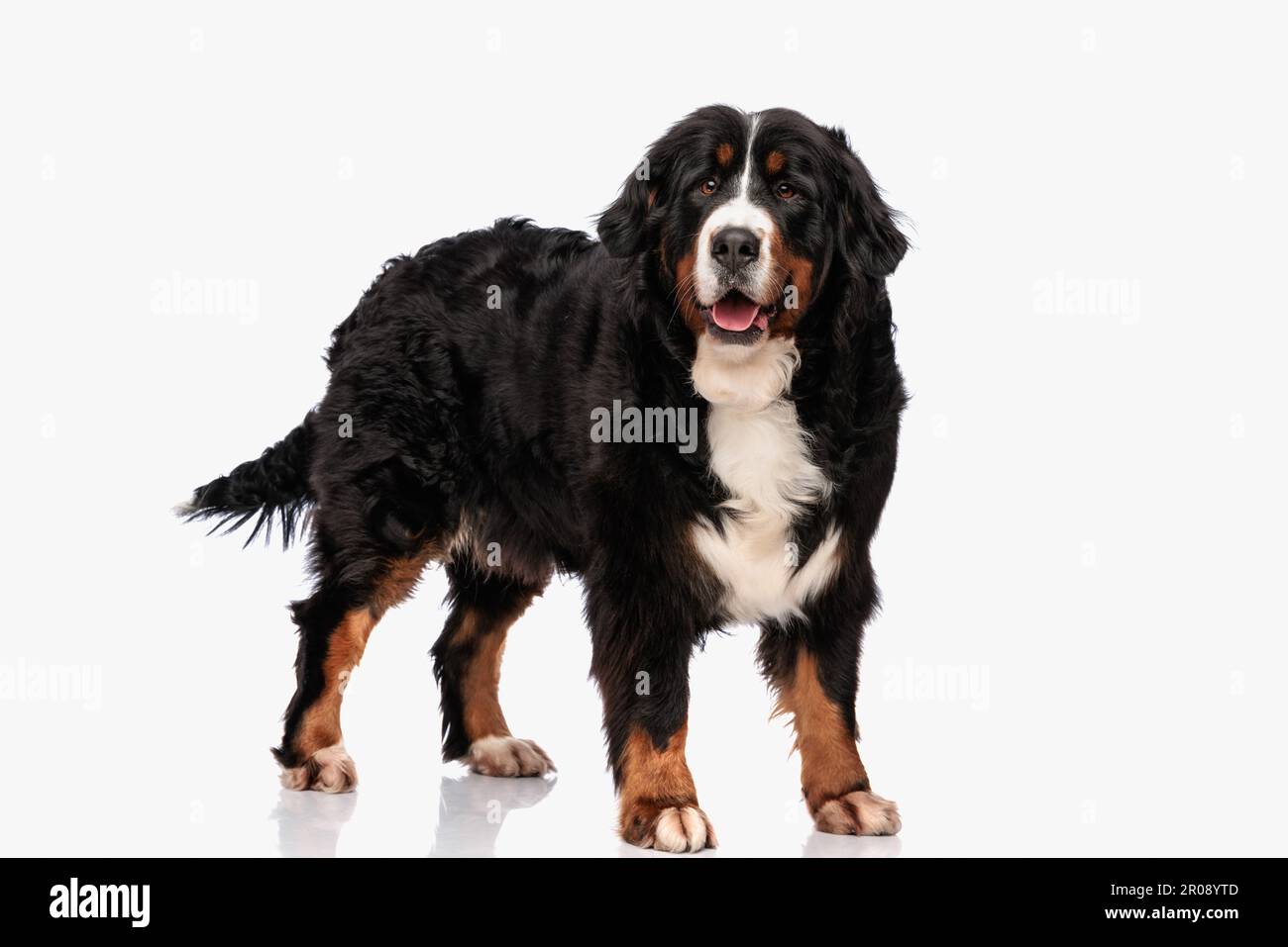 beautiful berna shepherd dog sticking out tongue and panting while ...