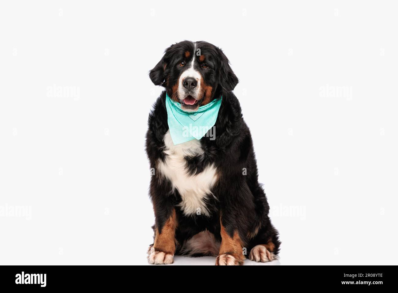 beautiful berna shepherd puppy wearing blue bandana around neck and ...