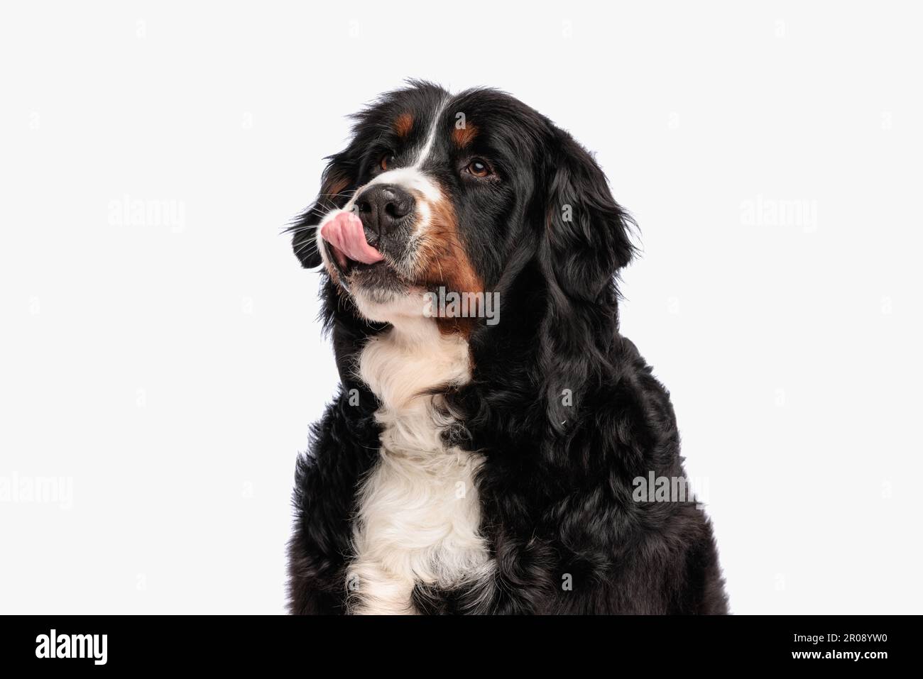 eager berna shepherd dog looking up, licking nose and waiting for food ...