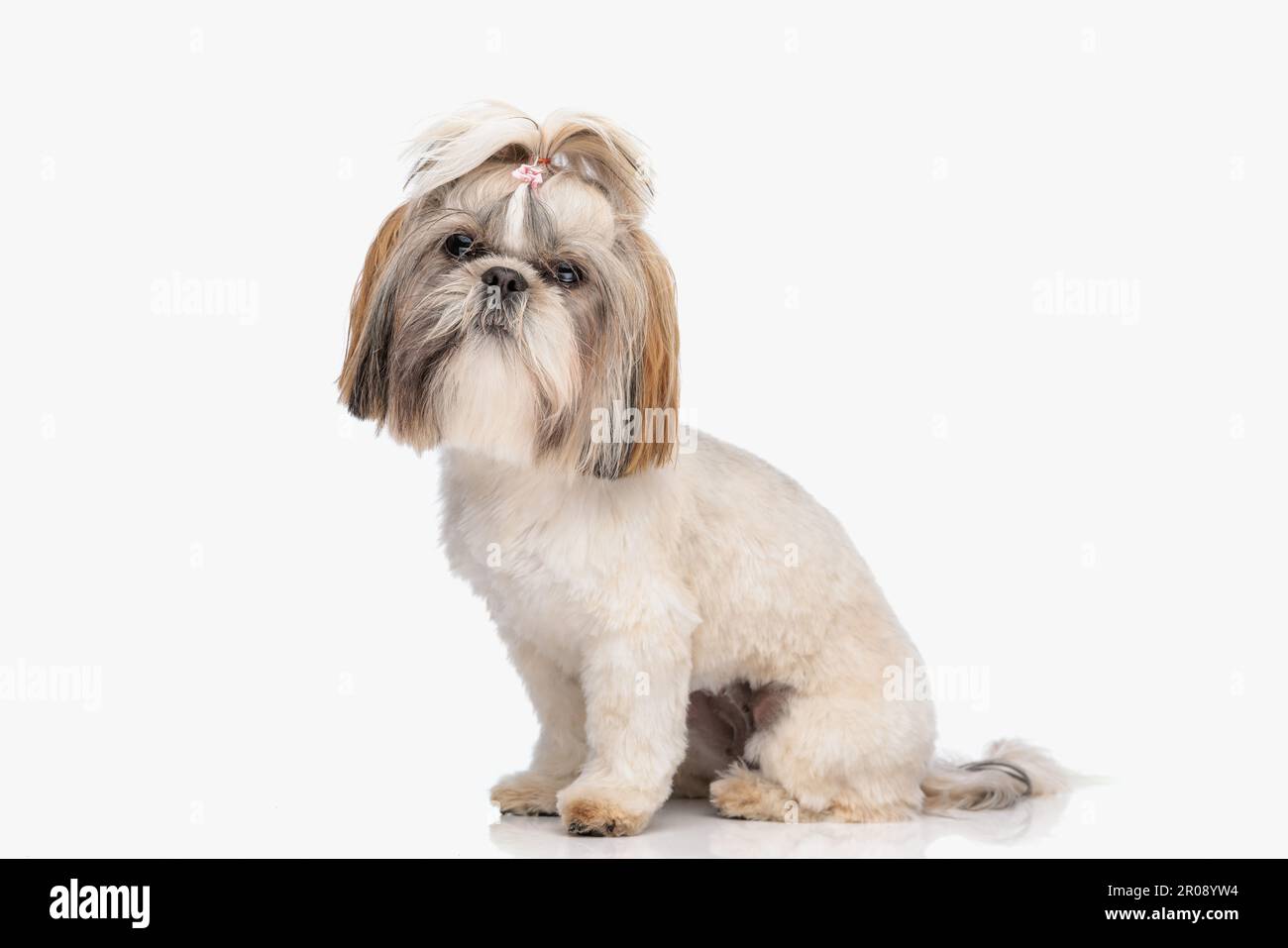 side view of lovely little shih tzu puppy sitting in front of white ...