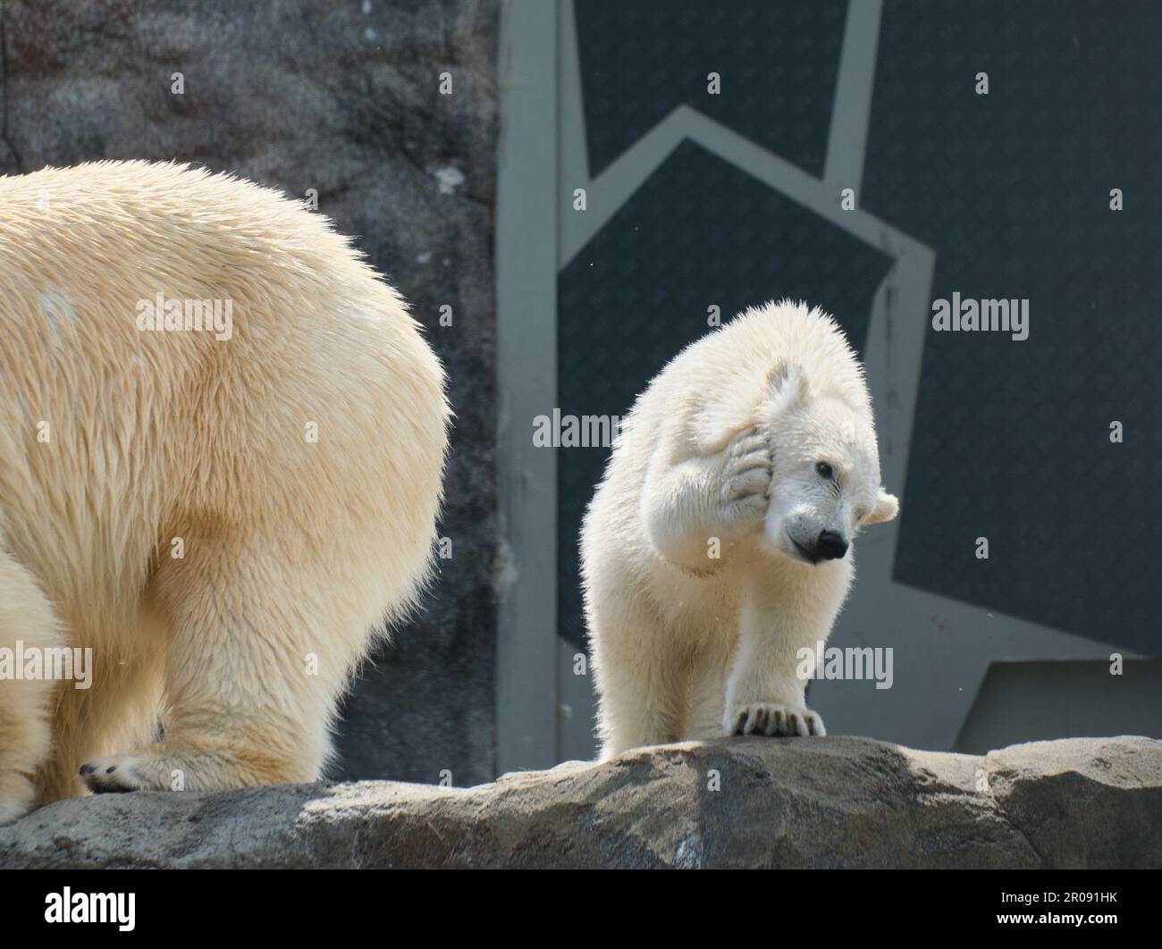 Bear scratching head hi-res stock photography and images - Alamy