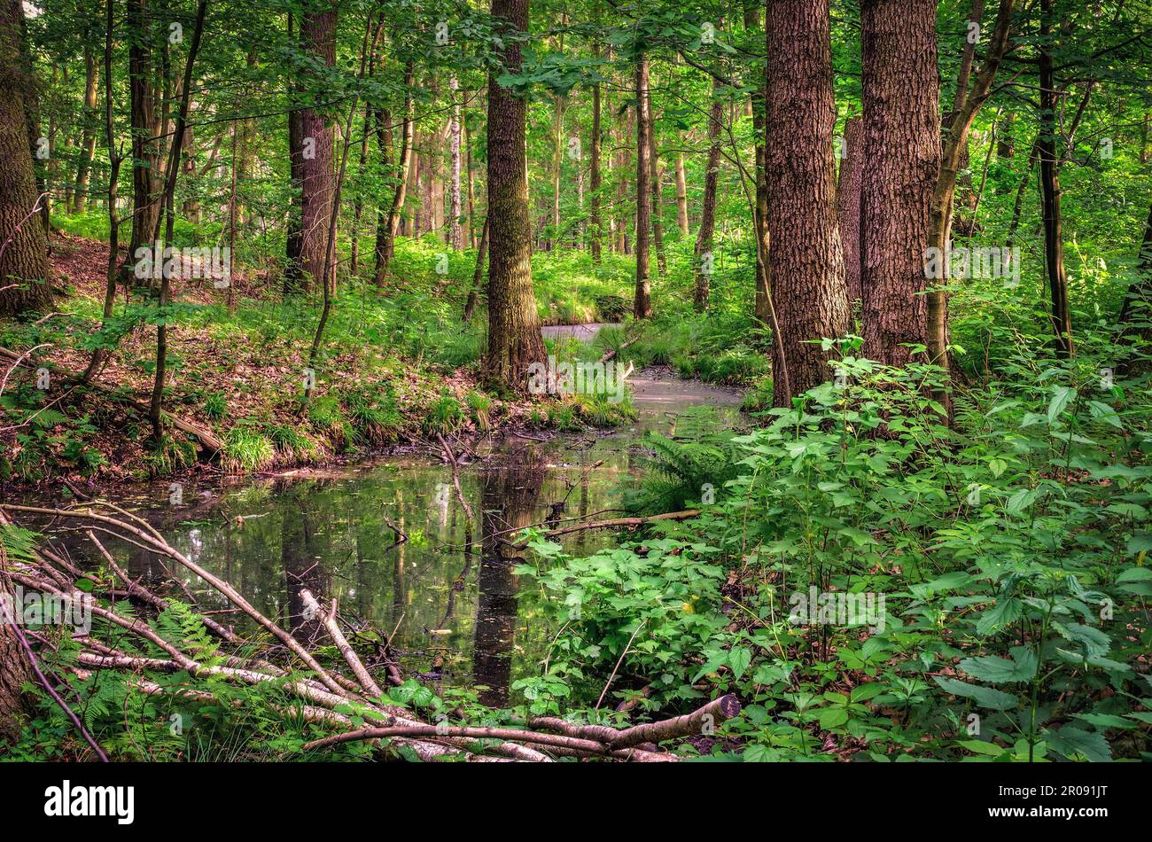Beautiful green and charming nature in the forest. River among green ...