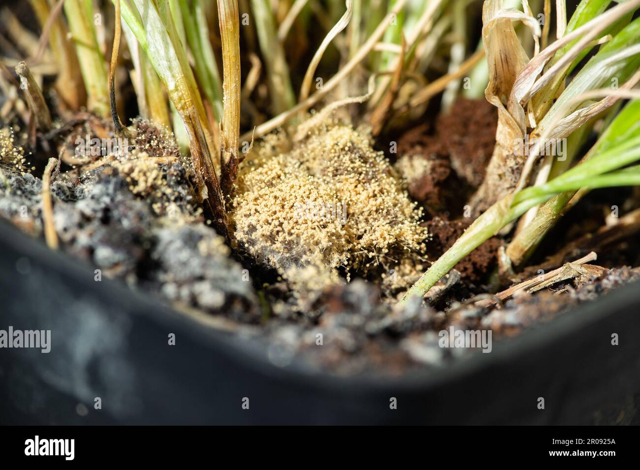 Close-up of yellow mold on soil in houseplant pot Stock Photo - Alamy
