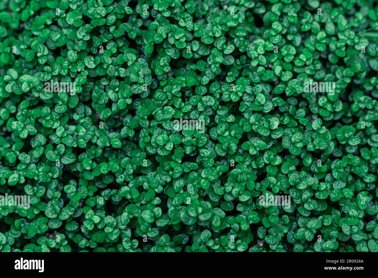 Natural foliage, leaves green plant background. leaf texture. Green ...