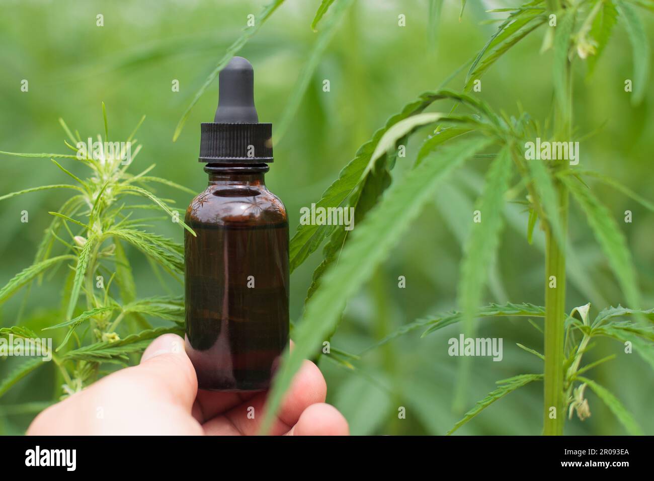Cannabis leaf in hands hi-res stock photography and images - Alamy