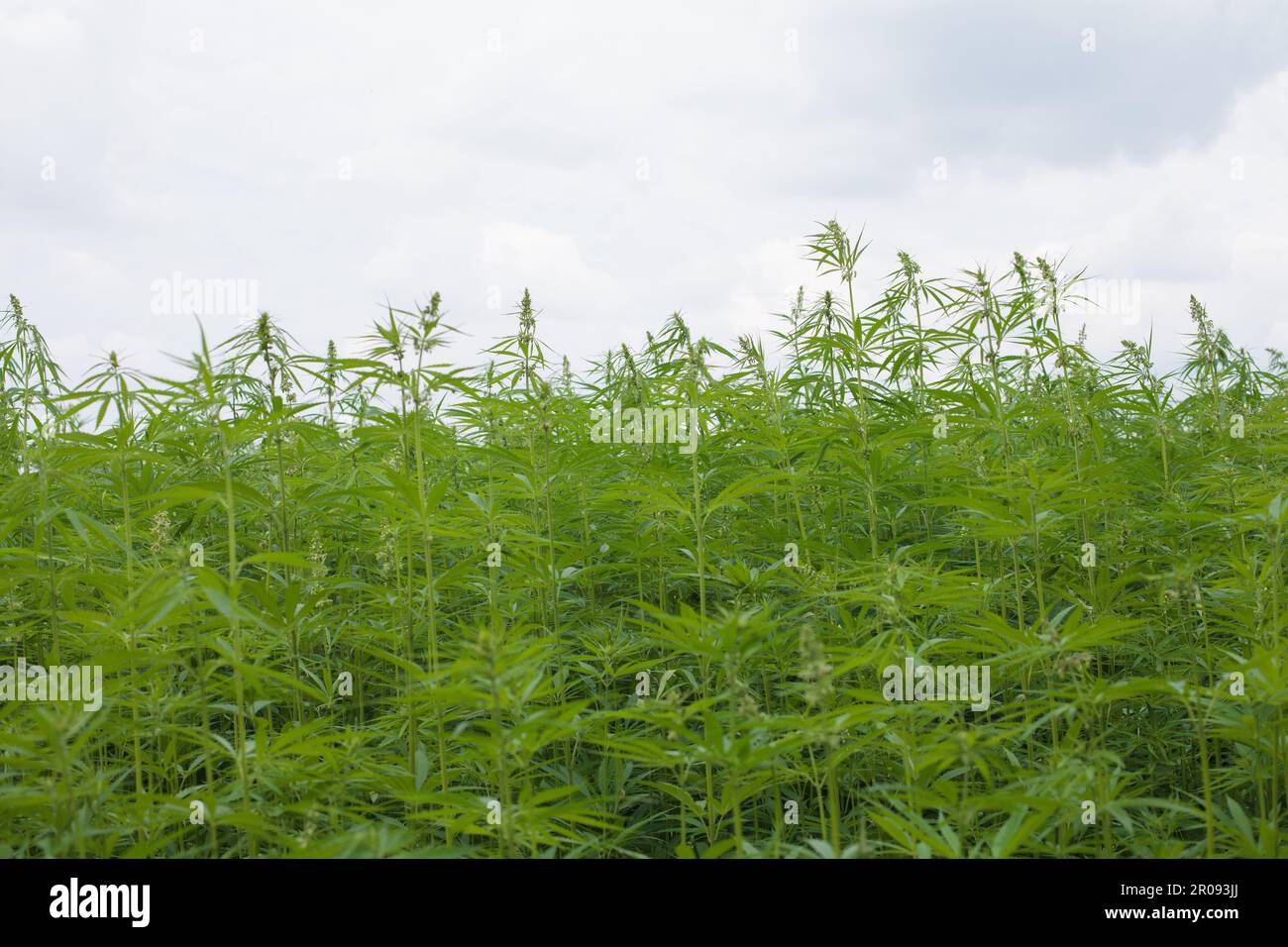 The field of medicine hi-res stock photography and images - Alamy