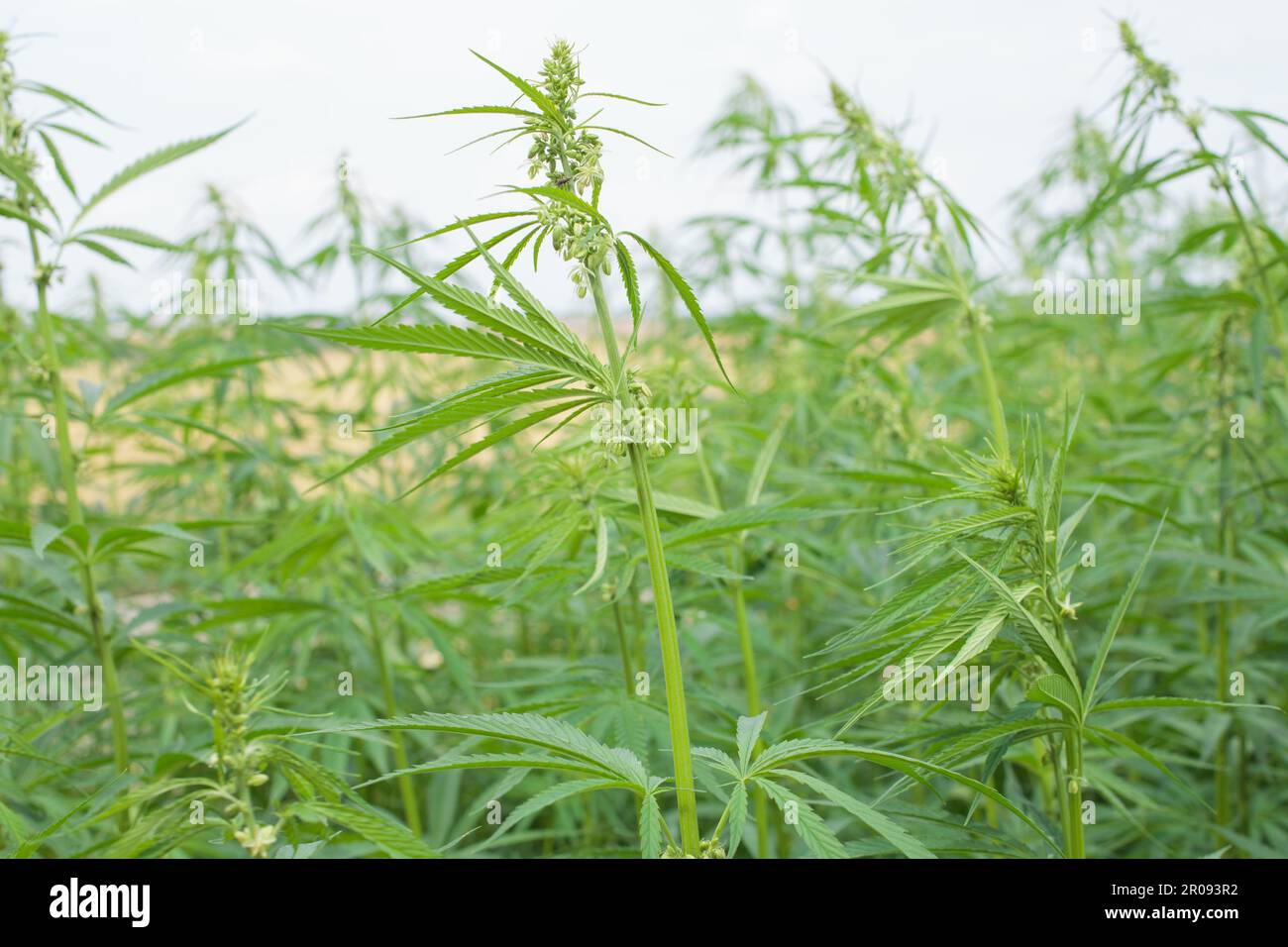 Hemp plants hi-res stock photography and images - Alamy