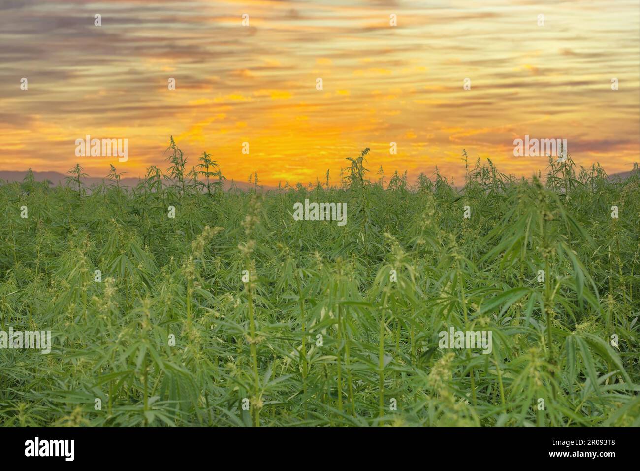 The field of medicine hi-res stock photography and images - Alamy