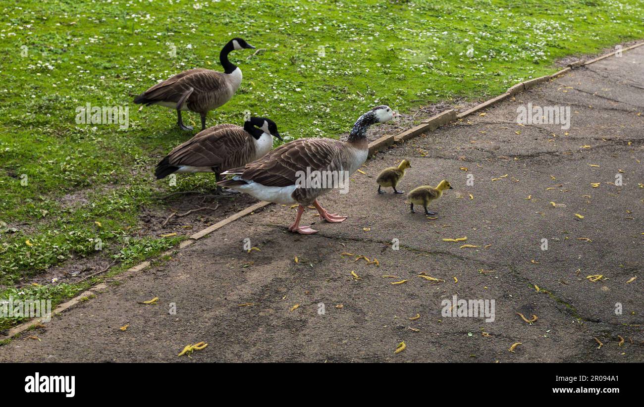 Canadian geese(Branta canadensis) with two new goslings on the path in ...