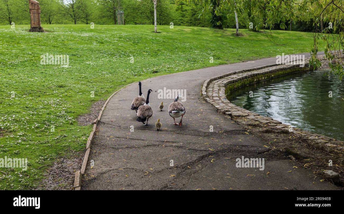 Canadian geese(Branta canadensis) with two new goslings on the path in ...