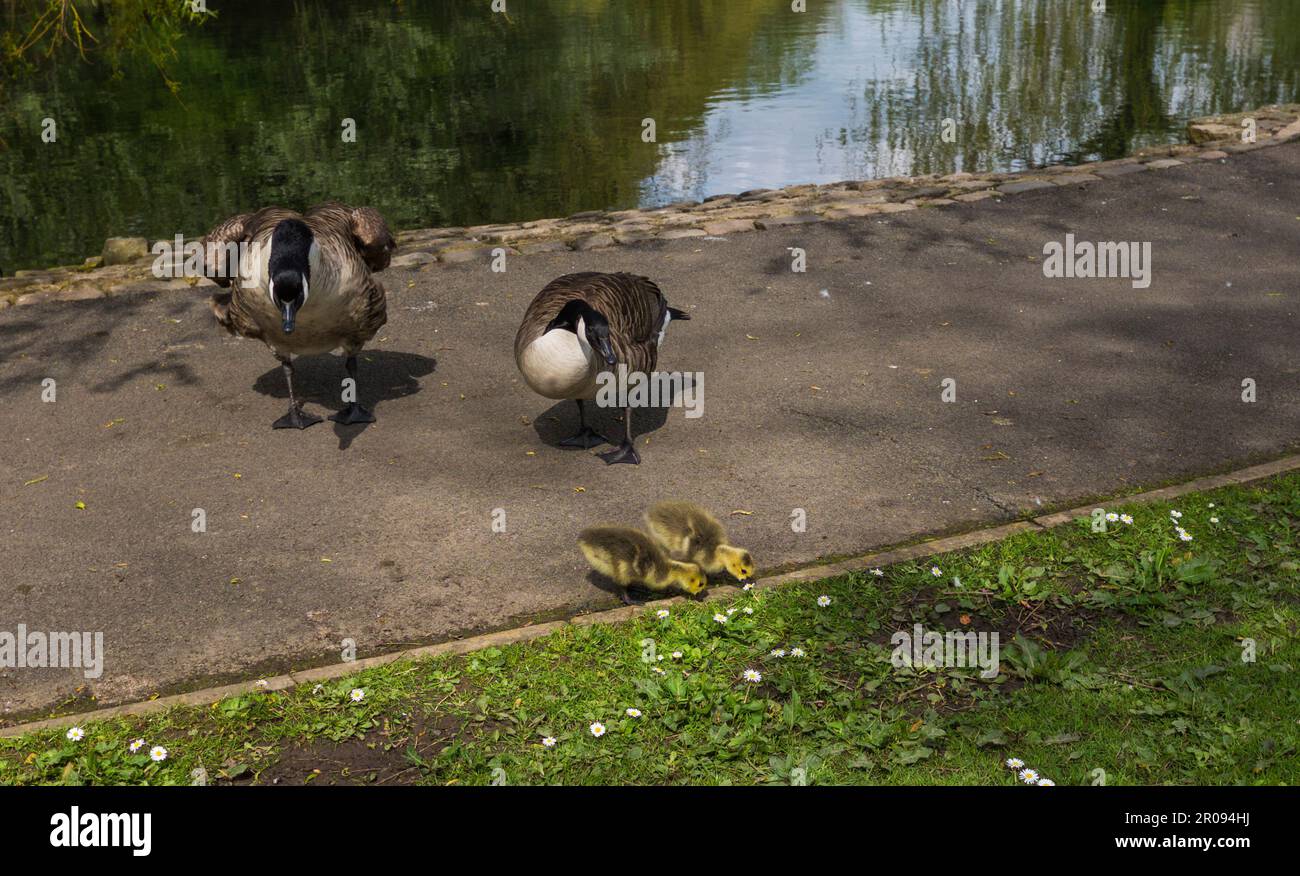 Canadian geese(Branta canadensis) with two new goslings on the path in ...