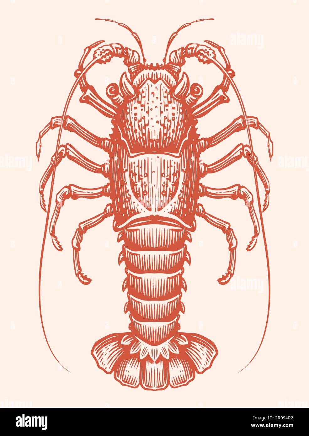 Spiny Lobster Drawing