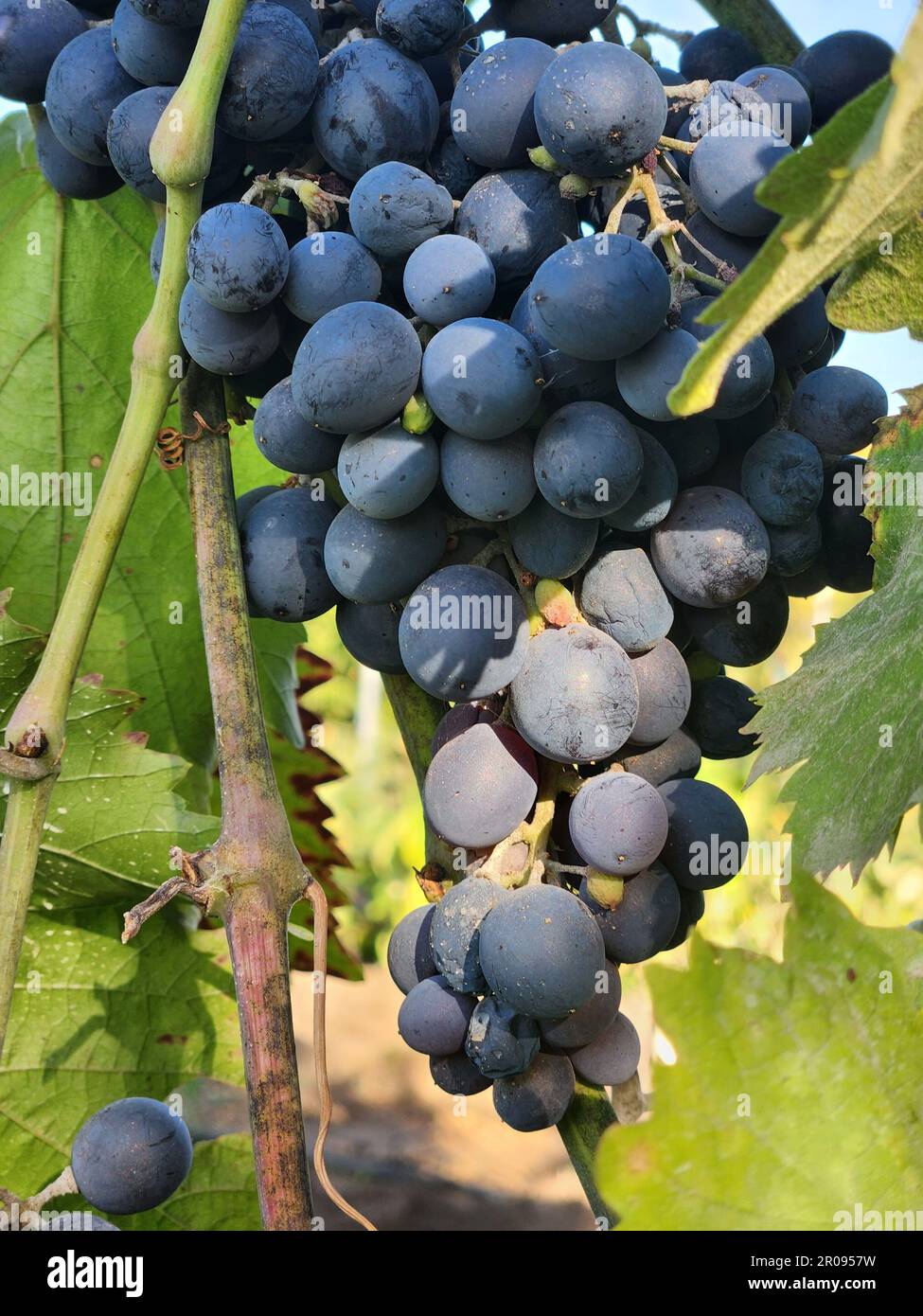 Bunches of ripe grapes hang on branches in garden. Variety of shade ...