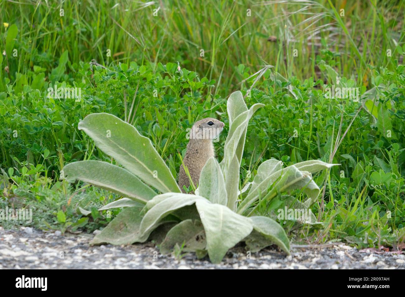Close up cute rodent prairie dogs cynomys ludovicianus animal inside ...
