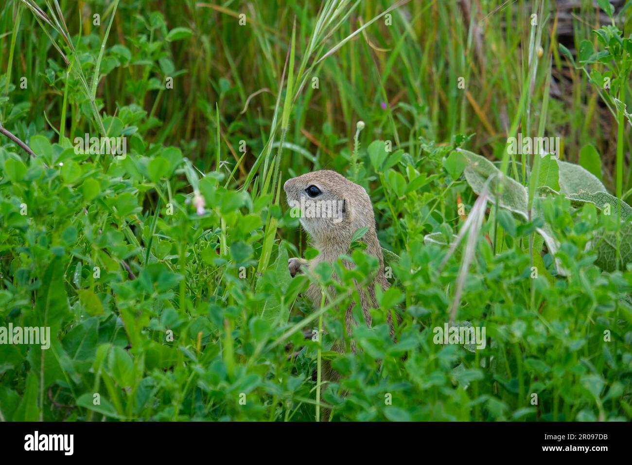 Close up cute rodent prairie dogs cynomys ludovicianus animal inside ...