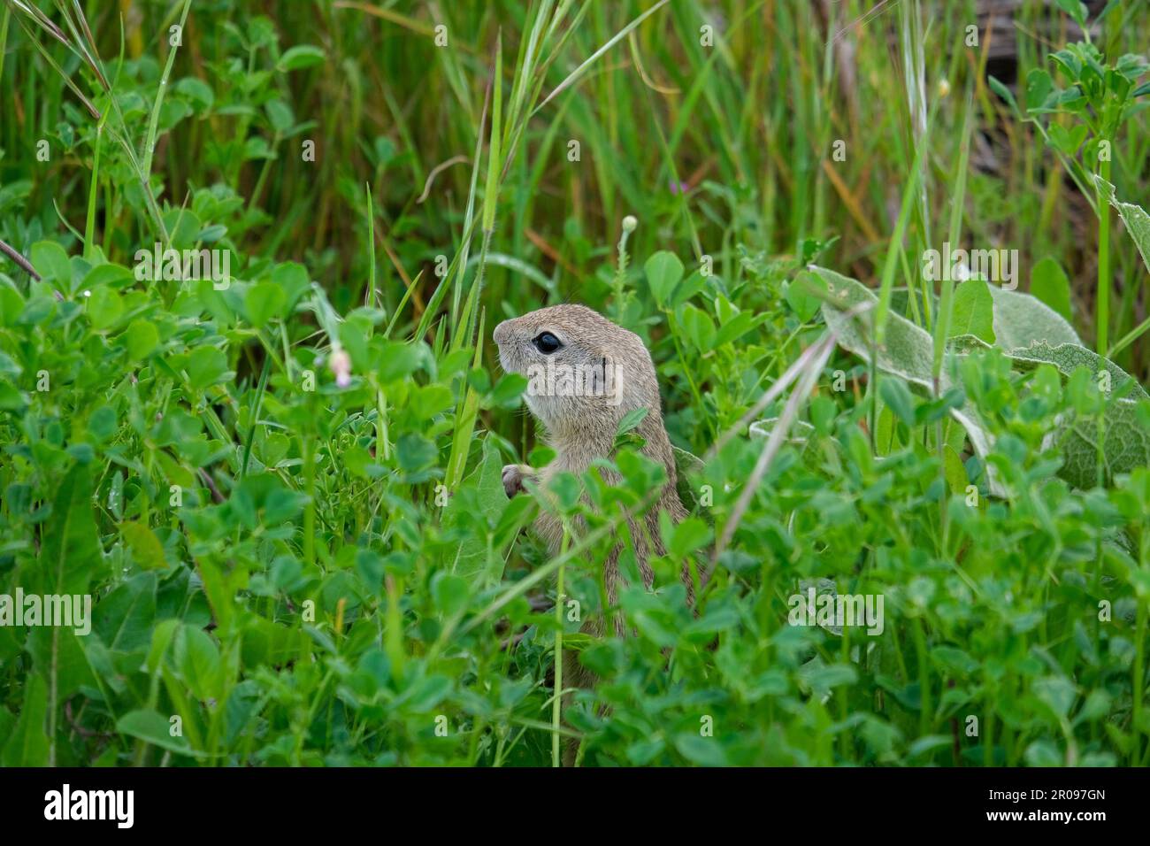 Close up cute rodent prairie dogs cynomys ludovicianus animal inside ...
