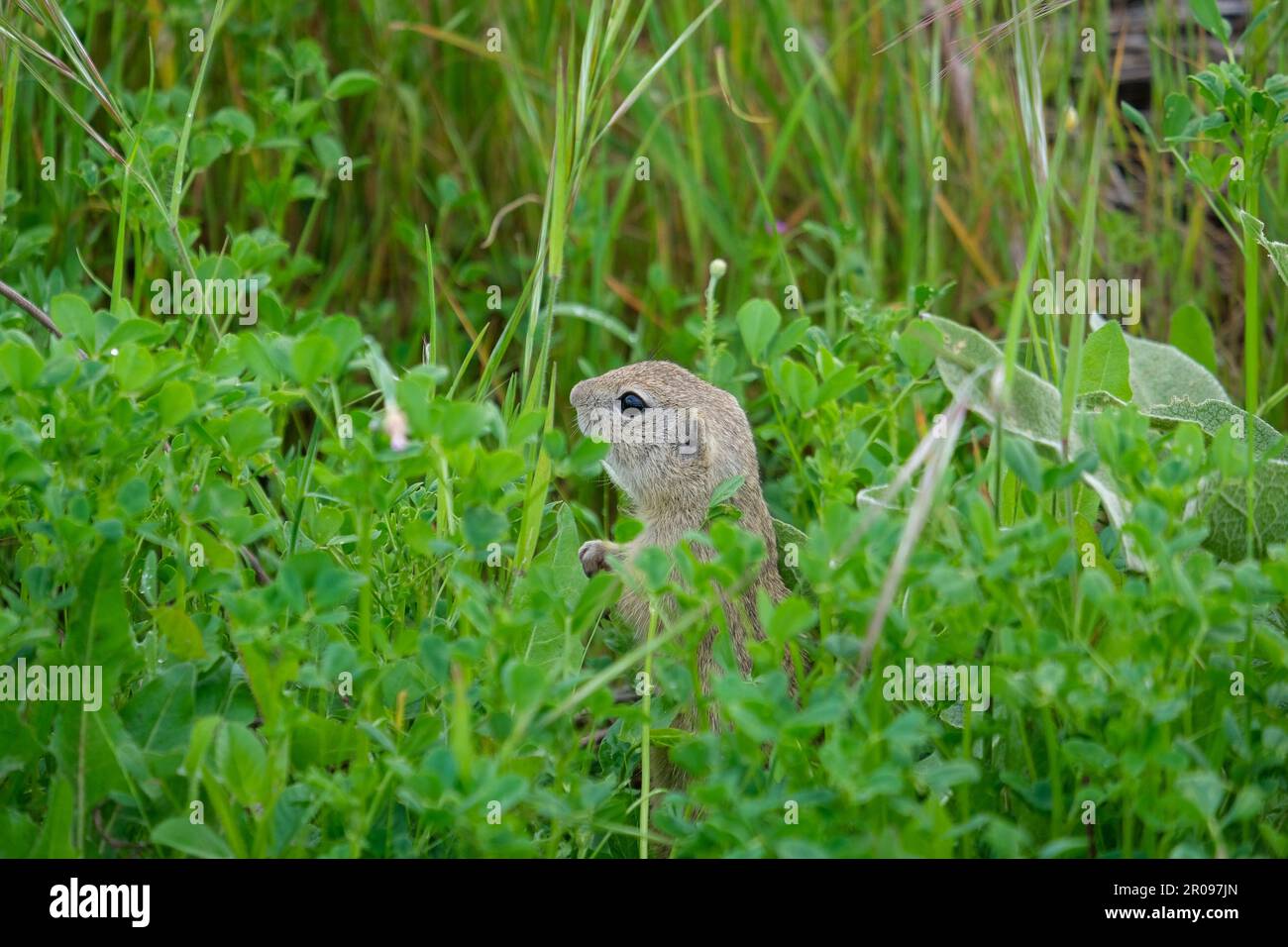 Close up cute rodent prairie dogs cynomys ludovicianus animal inside ...