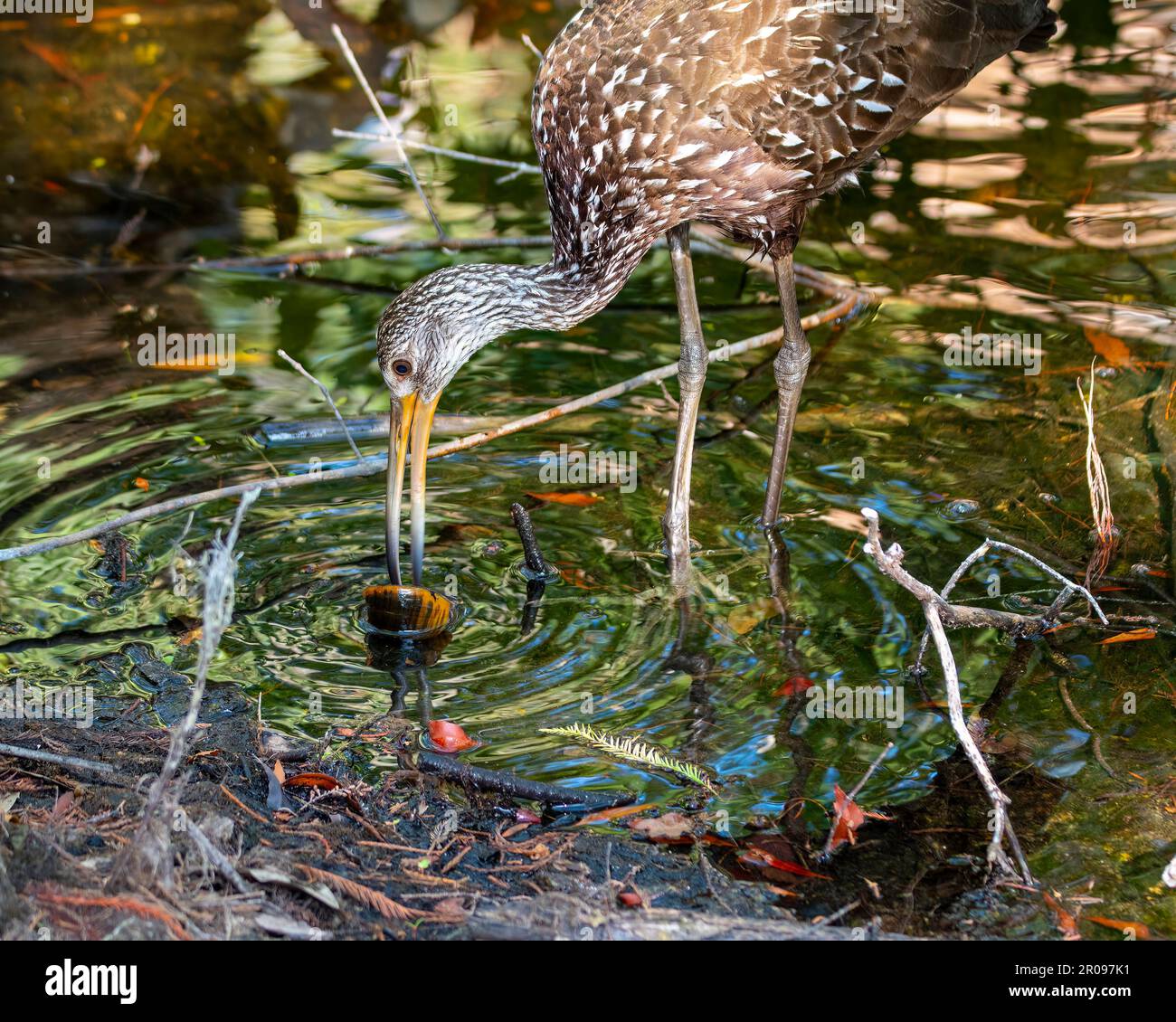 Limpkin in Swamp finding a snail for dinner Stock Photo - Alamy