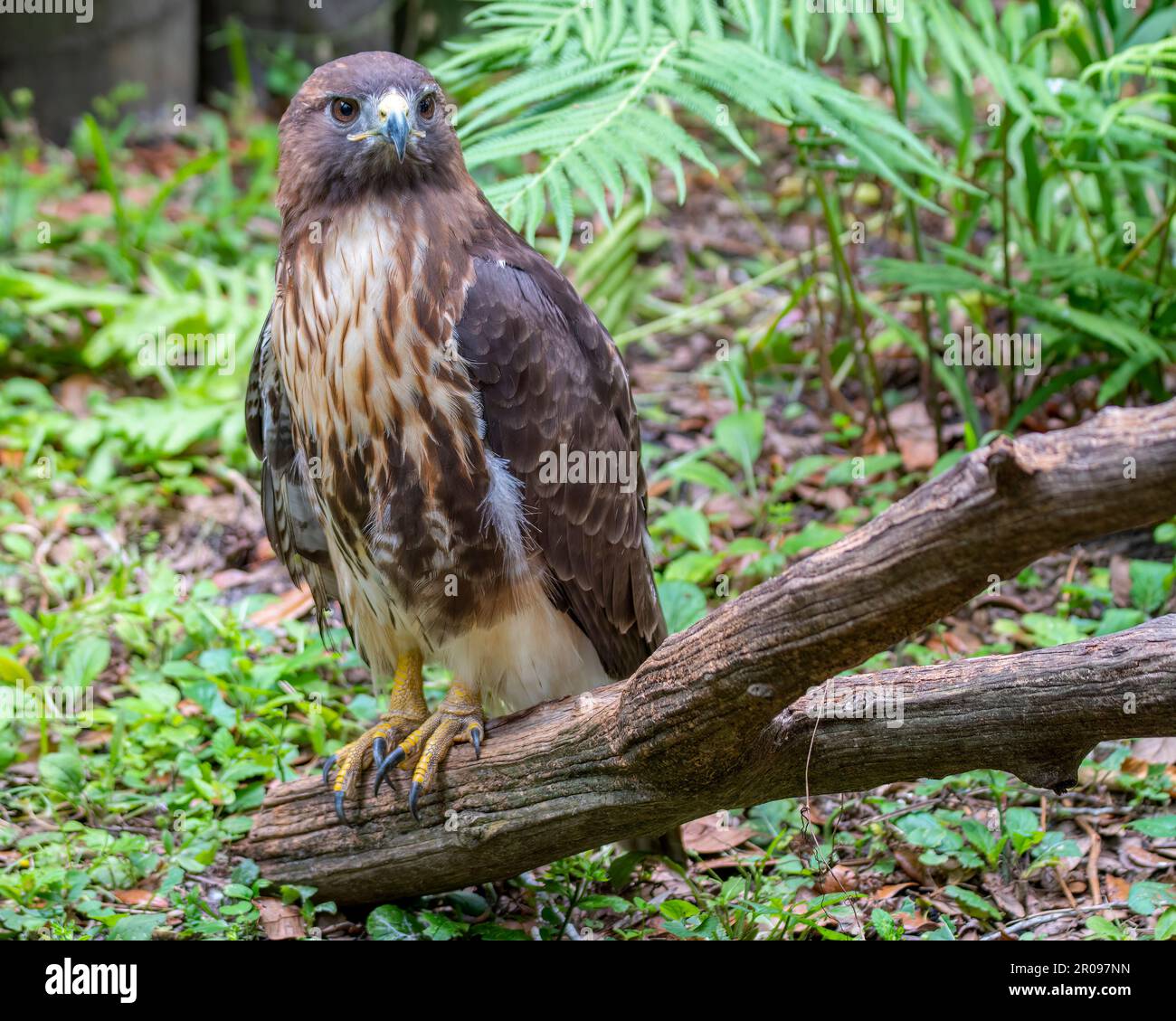 Red tailed hawk perched hi-res stock photography and images - Alamy
