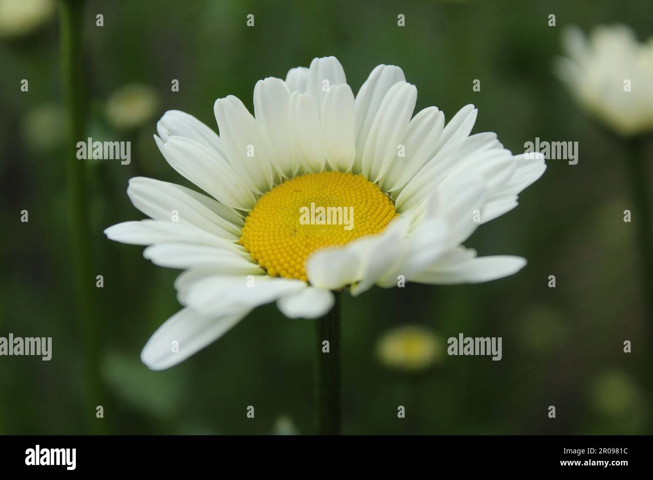 a chamomile flower blooms close-up against the background of green ...