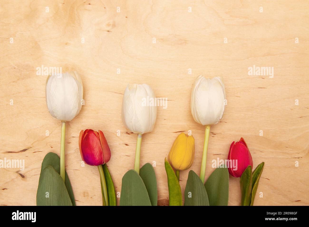 Tulip flowers on wooden background with copy space. Enchanting tulips ...