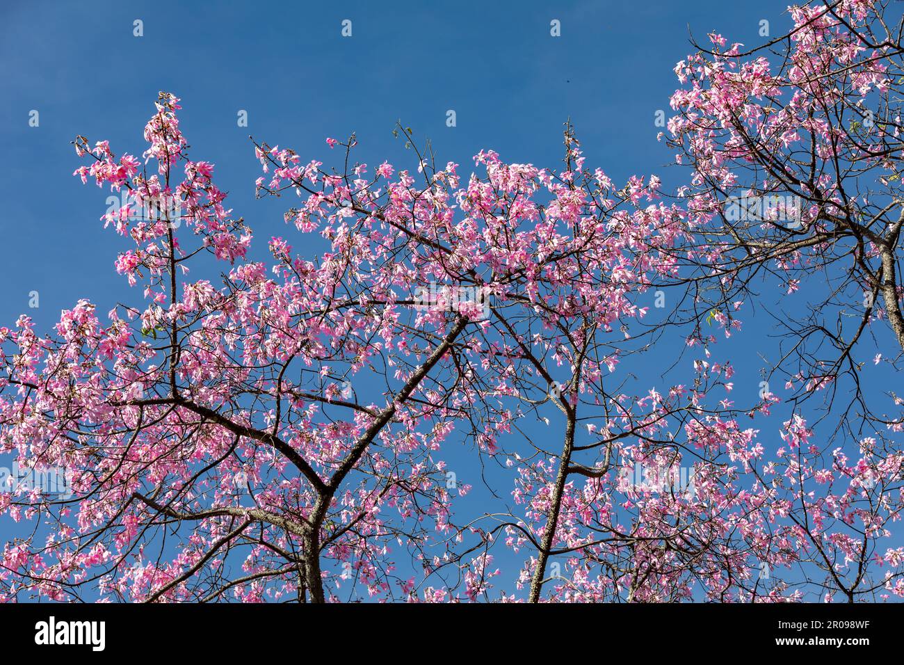 Flower of Ceiba speciosa or Chorisia speciosa pollinating bees in ...